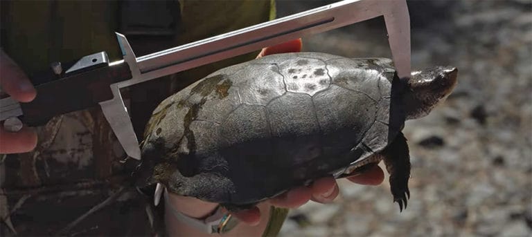 Watch: Ongoing study examines eastern Oregon turtles - The Wildlife Society