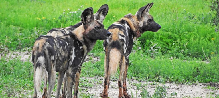 TWS2021: Zoos provide healthy painted dogs gene pool - The Wildlife Society