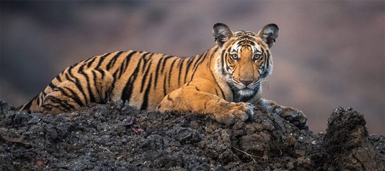 Tiger numbers rise across Asia - The Wildlife Society