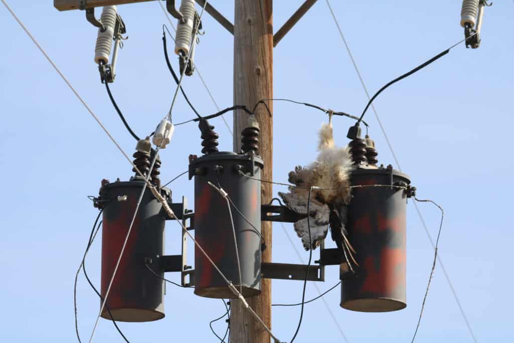 WSB: California bird electrocution hot spot causes fires - The Wildlife ...