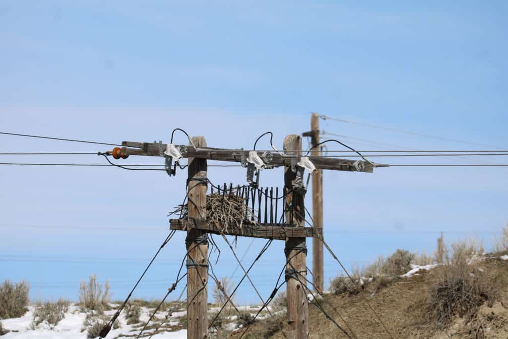 WSB: California bird electrocution hot spot causes fires - The Wildlife ...