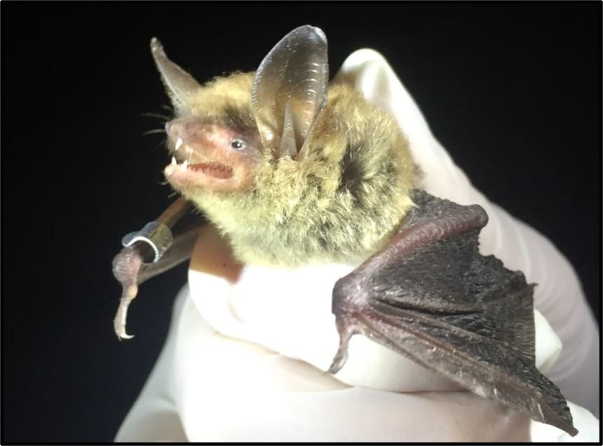 Early treatment the best way to protect bats from WNS - The Wildlife ...