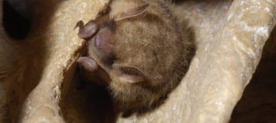 USFWS proposed to list tricolored bats as endangered - The Wildlife Society