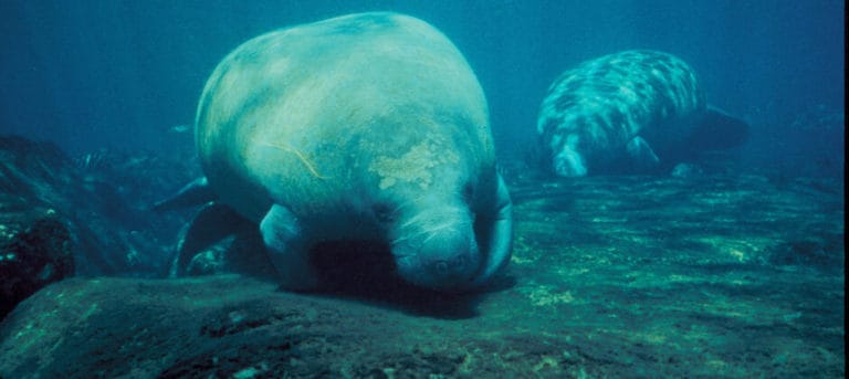 Manatees have crossed over to the Pacific - The Wildlife Society