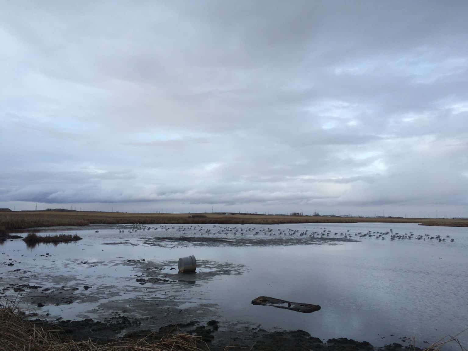 Calling for urban amphibian habitat connectivity - The Wildlife Society