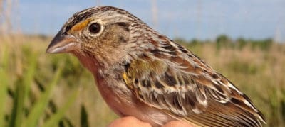 Rare Florida sparrow makes a comeback - The Wildlife Society
