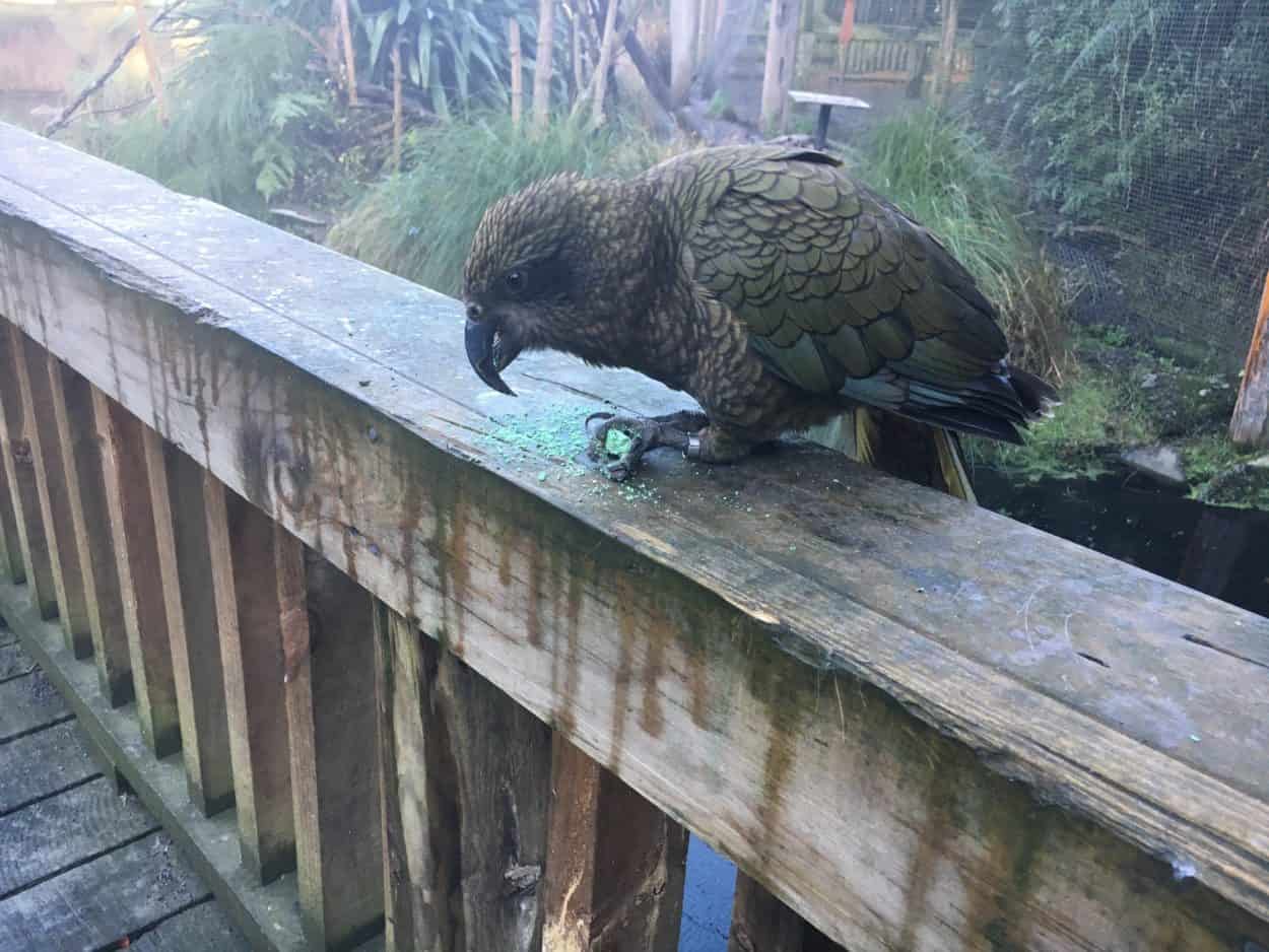 JWM: Training keas not to pick their poison - The Wildlife Society