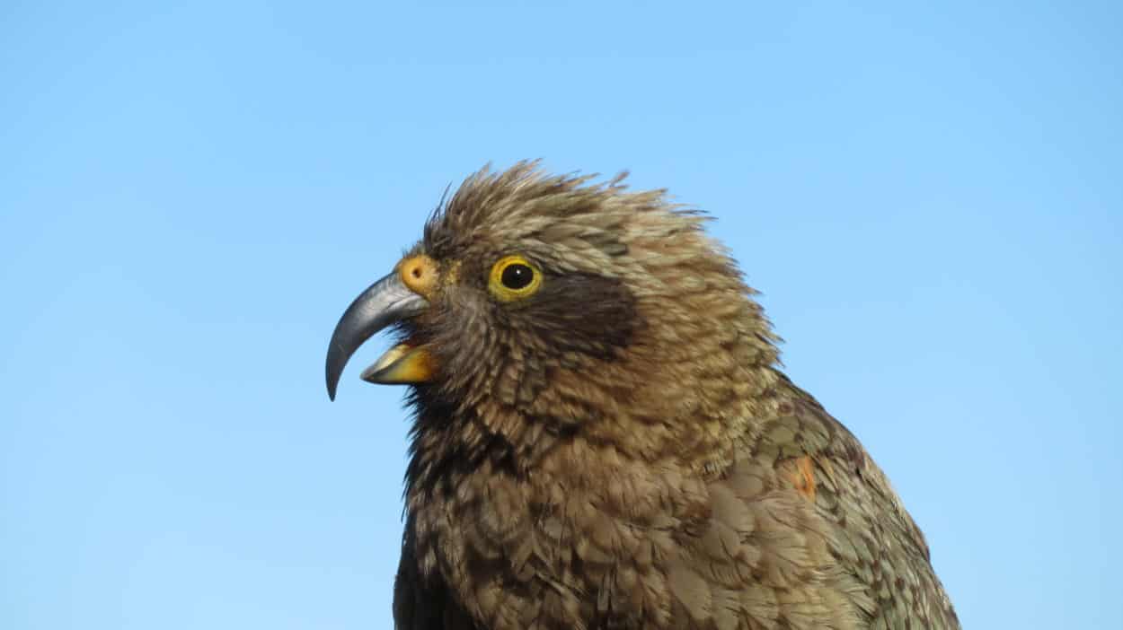 JWM: Training keas not to pick their poison - The Wildlife Society