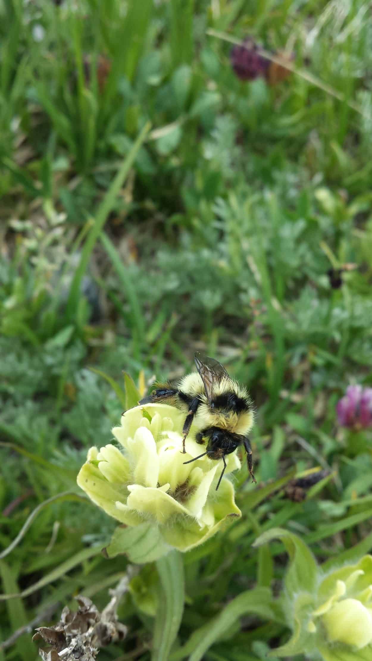 Climate change is disrupting bumblebee communities - The Wildlife Society