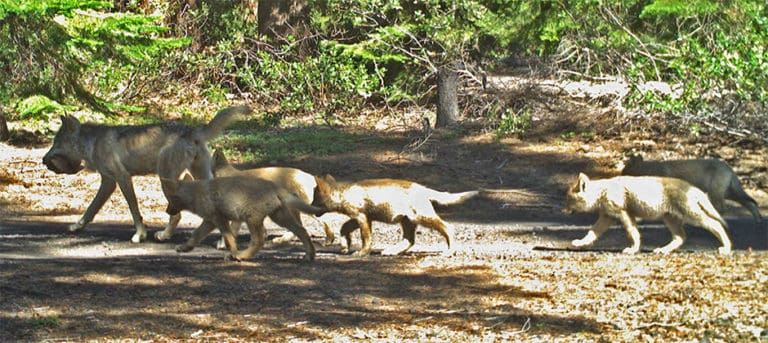 Watch: New wolves ID’d in Oregon - The Wildlife Society
