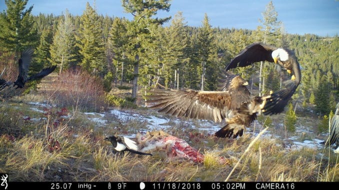 Q&A: Can hunters help monitor scavengers? - The Wildlife Society