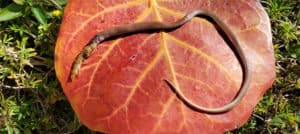 What killed North America’s rarest snake? - The Wildlife Society