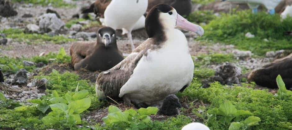 Ancient bone deposits reveal past albatross abundance - The Wildlife ...