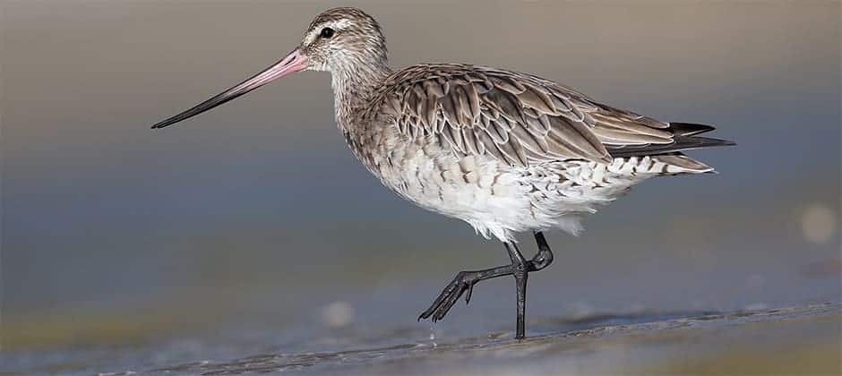 From Alaska to Australia, godwit may have set migration record - The ...