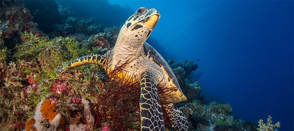 Global sea turtle poaching is on the decline - The Wildlife Society