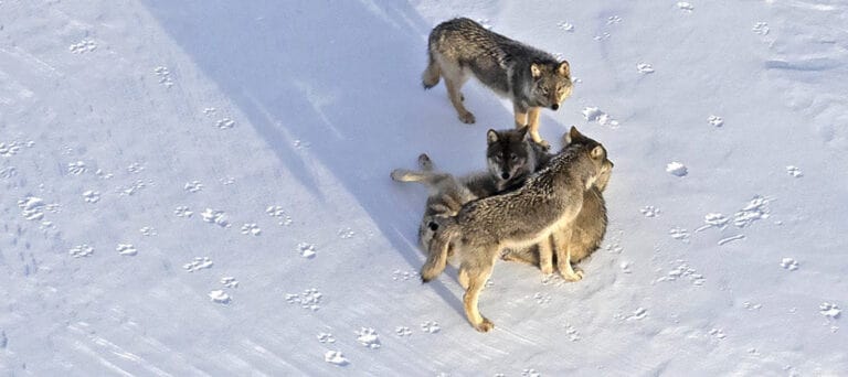 Isle Royale wolves increase while moose decline - The Wildlife Society