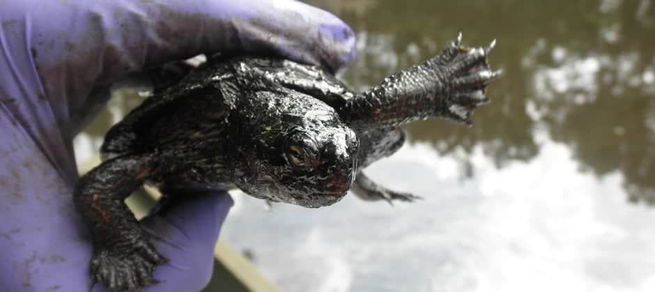Turtles survive oil spills better after rehabilitation - The Wildlife ...