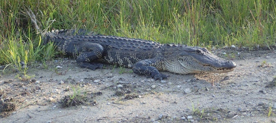 PFAS connected to alligator immune issues - The Wildlife Society