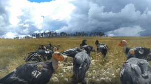 Wild Cam: California condors take over the carcass buffet - The ...