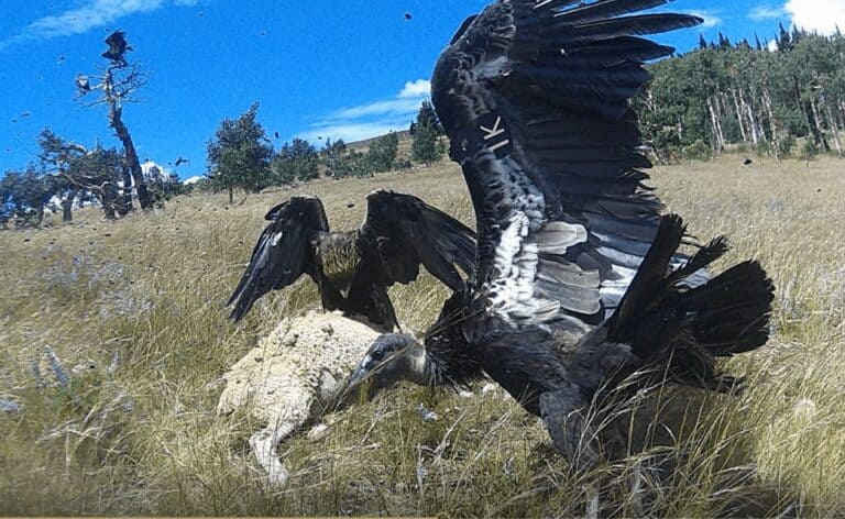 Wild Cam: California condors take over the carcass buffet - The ...