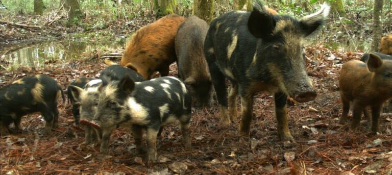 JWM: Size contributes most to wild pig reproduction success - The ...