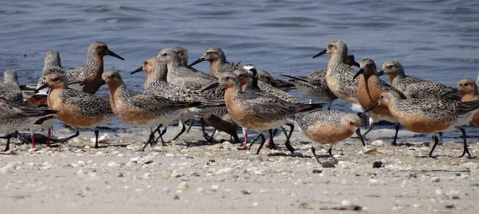 Long distance red knots experience mid-flight crab crunch - The ...