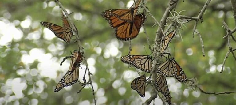 Watch: A midflight stopover for migrating monarchs - The Wildlife Society