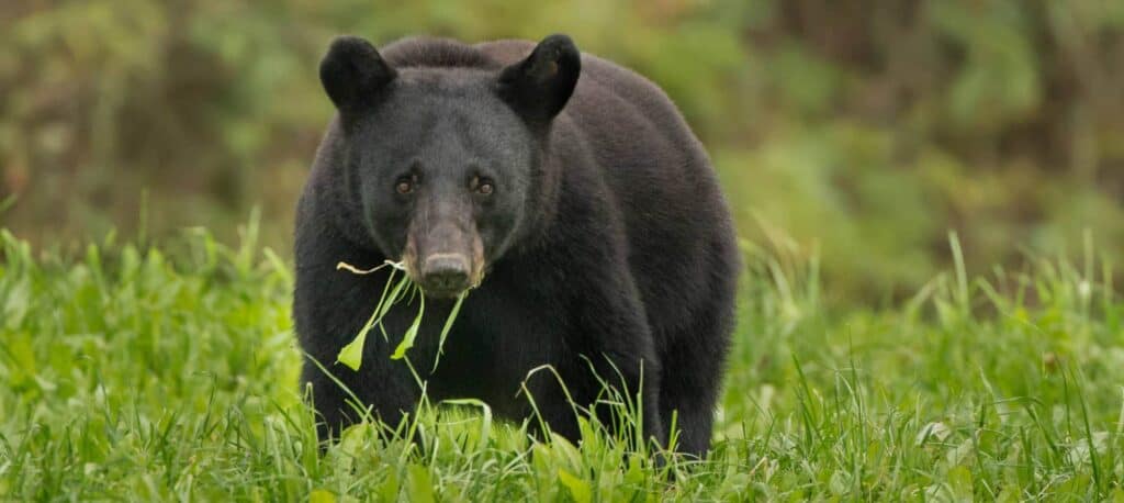 RAWA fails after being left out of spending bill - The Wildlife Society