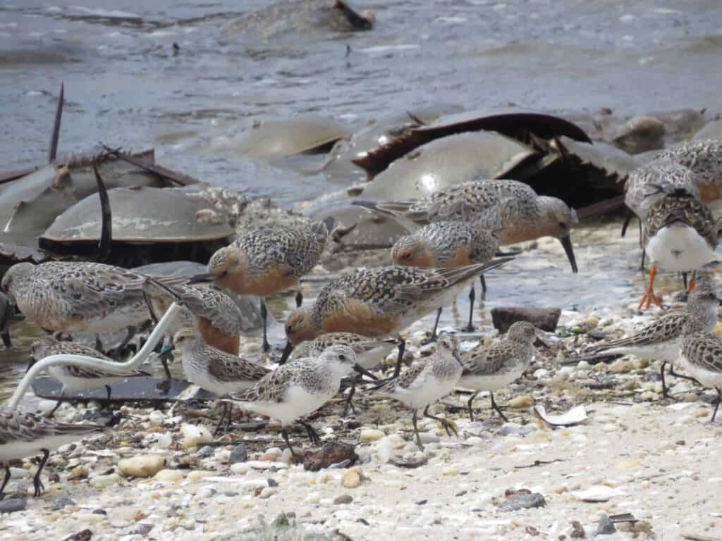 Long distance red knots experience mid-flight crab crunch - The ...