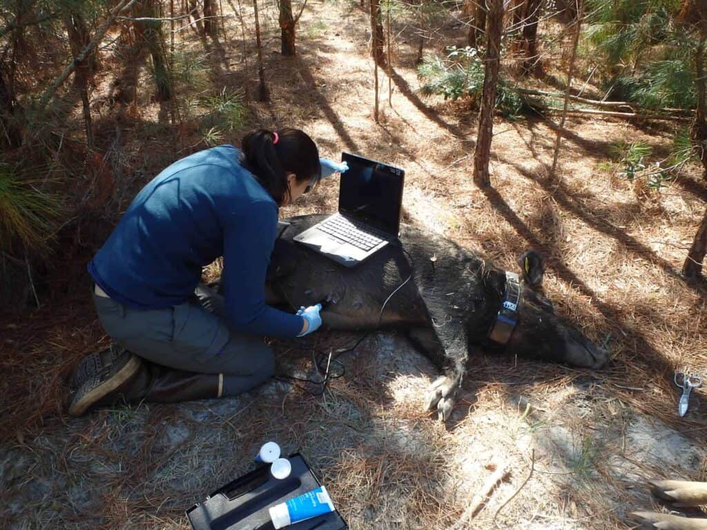 JWM: Size contributes most to wild pig reproduction success - The ...