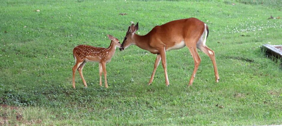 Best Student Poster explores the role of ticks in CWD transmission ...