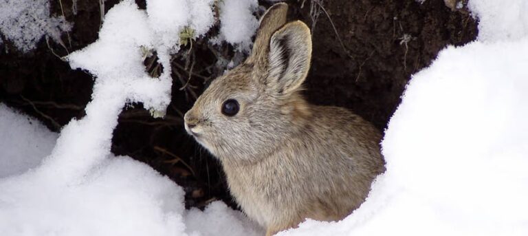Pygmy rabbits face a giant challenge - The Wildlife Society