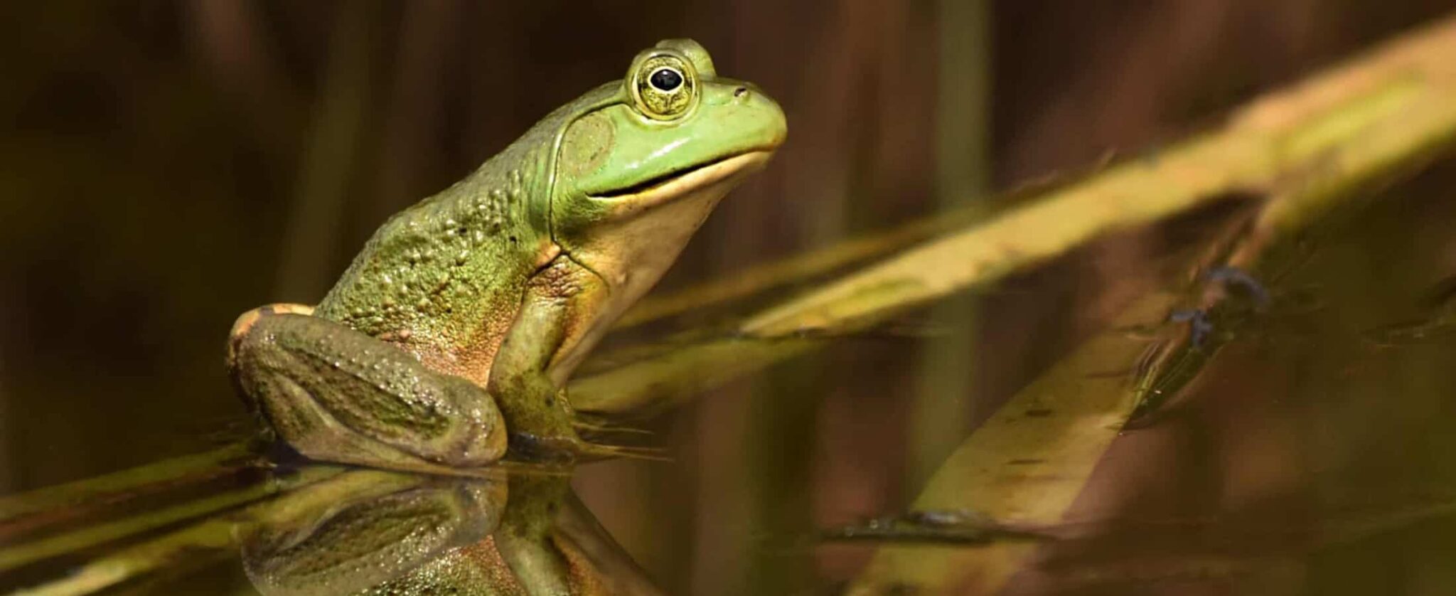 THE WILDLIFE SOCIETY - HOME