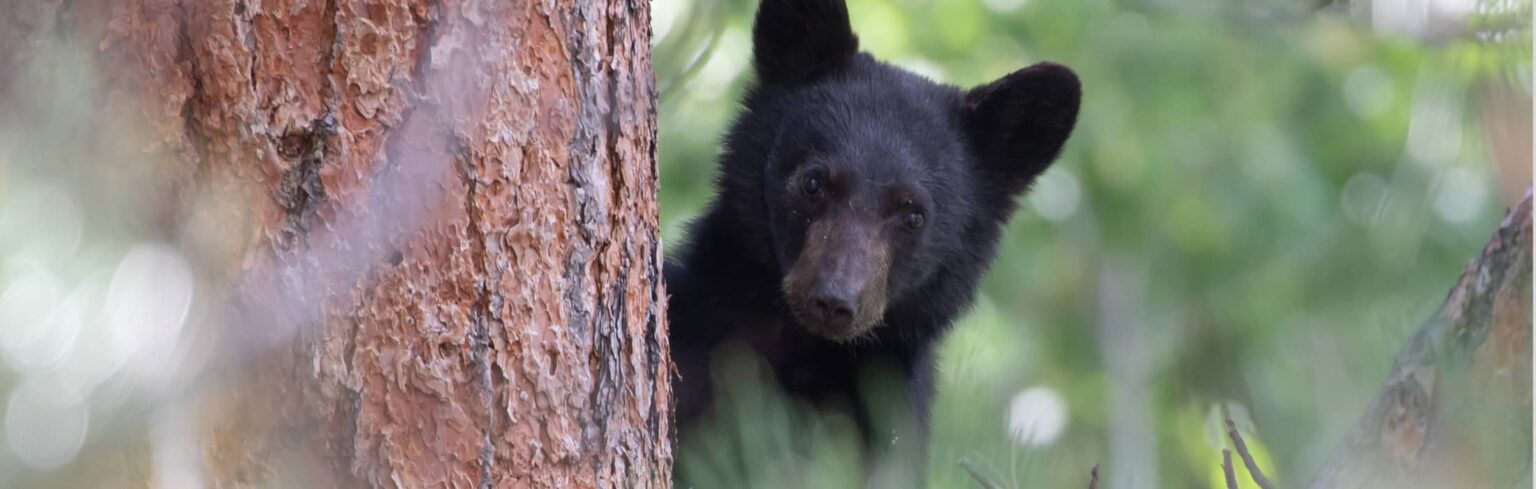 JOIN - The Wildlife Society