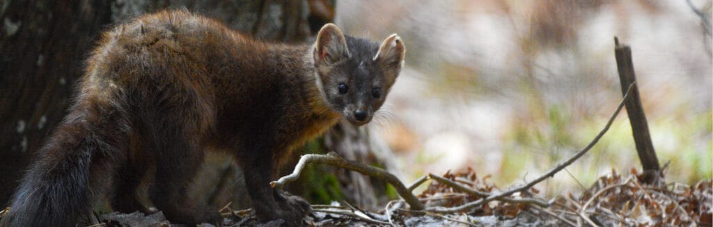 Out in the Field - The Wildlife Society