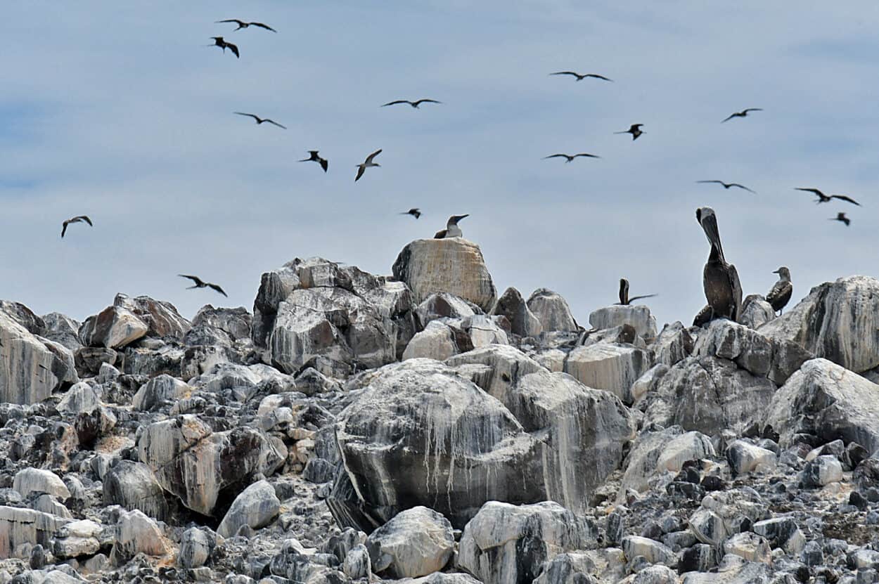 Researchers probe colonialism’s legacy in bird studies - The Wildlife ...