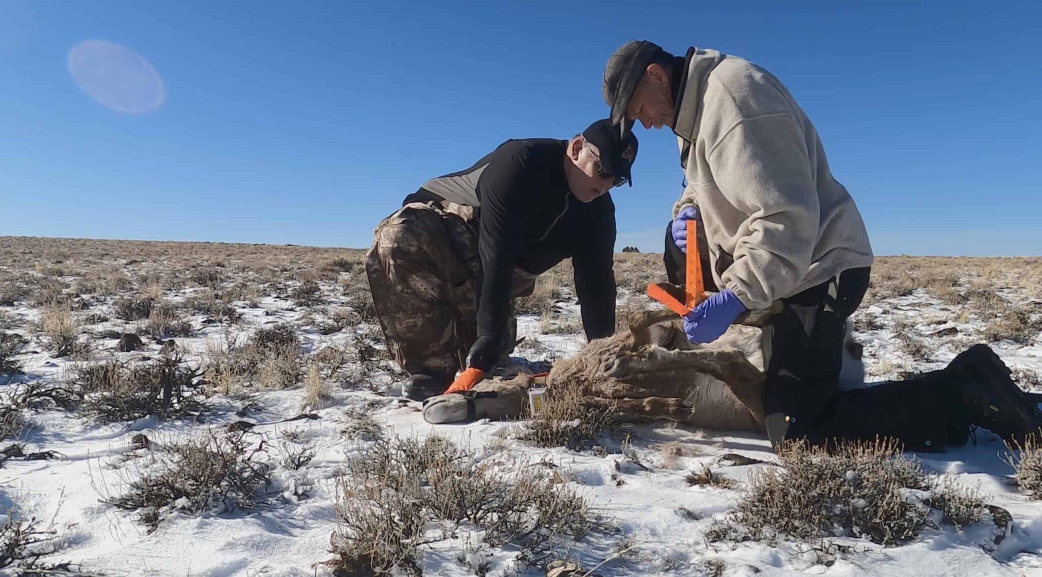 Highway crossings benefit Banff wildlife - The Wildlife Society