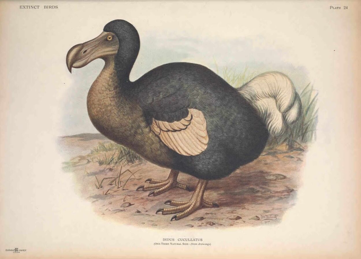 Can scientist bring back the dodo? - The Wildlife Society