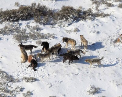Human-caused mortality influences wolf pack dynamics - The Wildlife Society