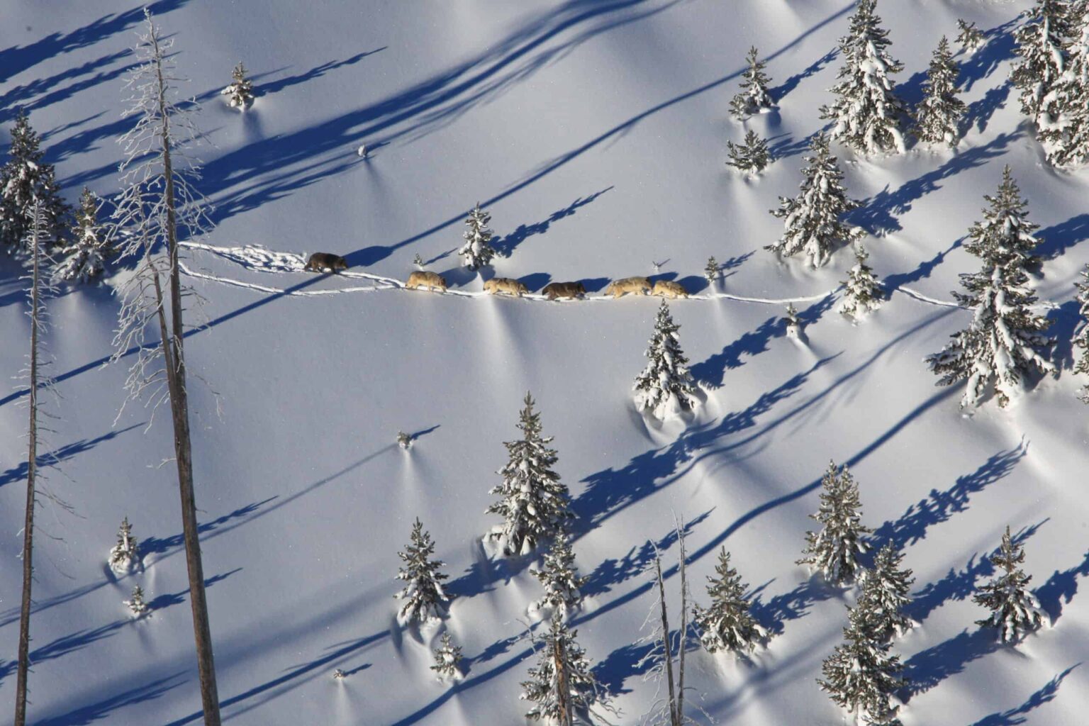 Human-caused mortality influences wolf pack dynamics - The Wildlife Society