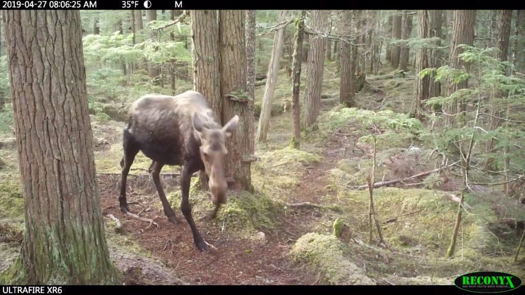Wild Cam: How does injury affect moose movement patterns? - The ...