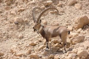 Burmese Pythons Dine on Marsh Rabbits - The Wildlife Society