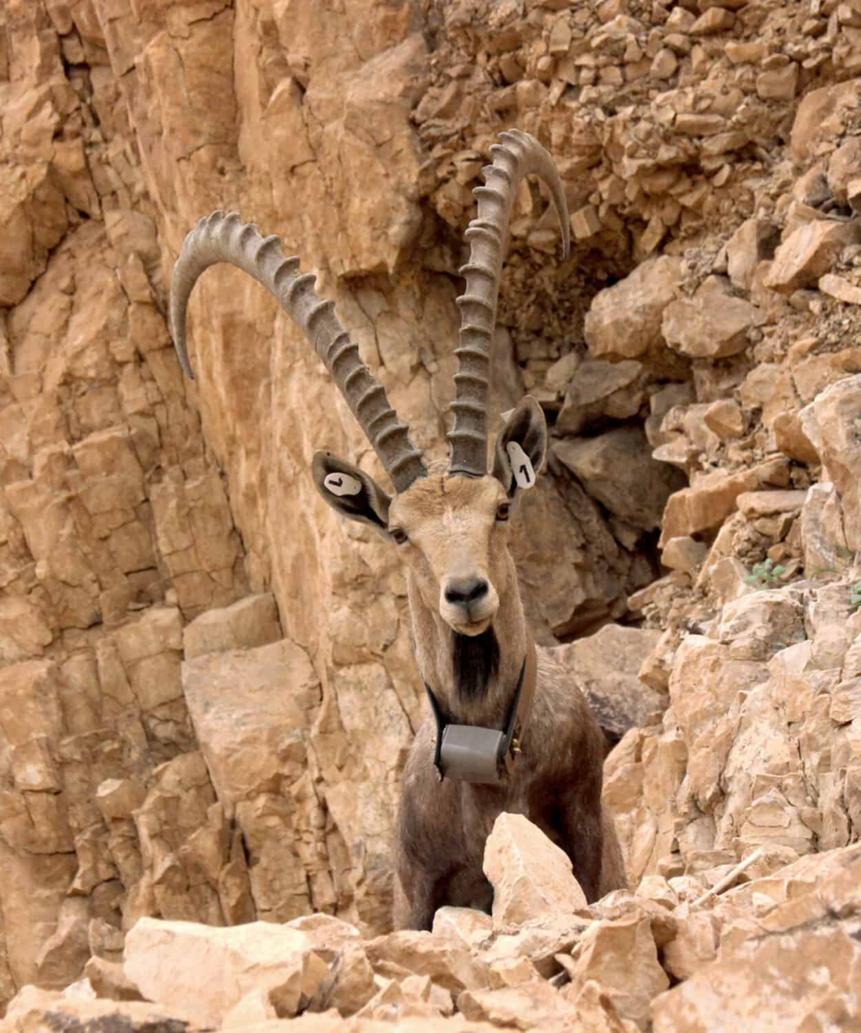 WSB: Counting Nubian Ibex in the Judean Desert - The Wildlife Society