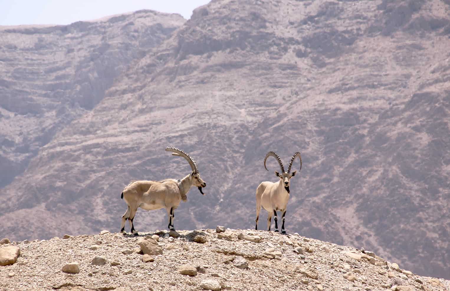 WSB: Counting Nubian Ibex in the Judean Desert - The Wildlife Society