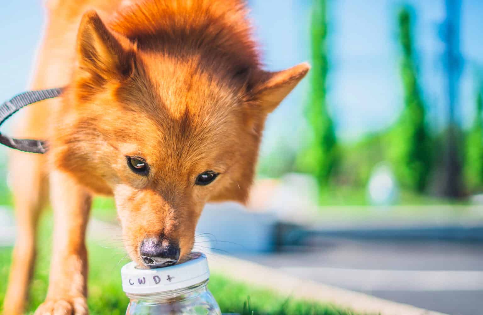 Conservation Easement Secures Florida Panther Habitat - The Wildlife ...
