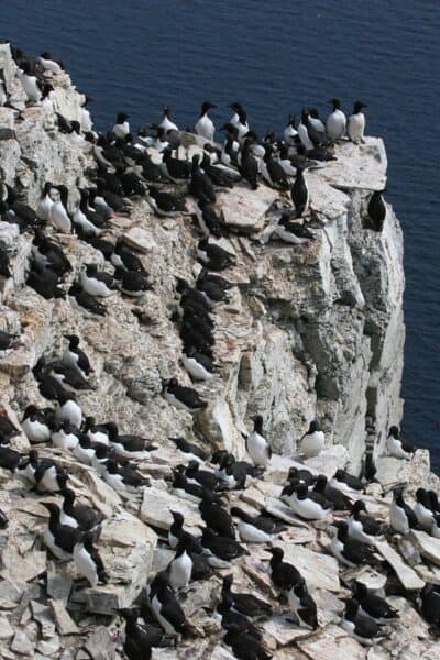 High cadmium levels dropped in Arctic seabirds - The Wildlife Society