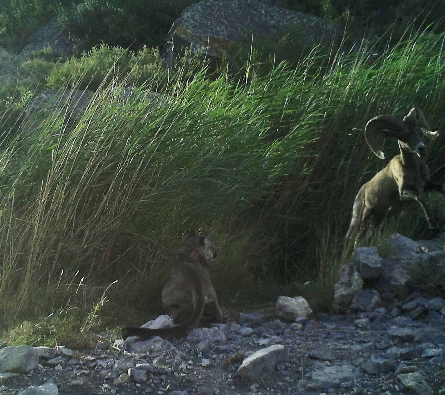 TWS2022: Do cougars use artificial water sources to ambush prey? - The ...