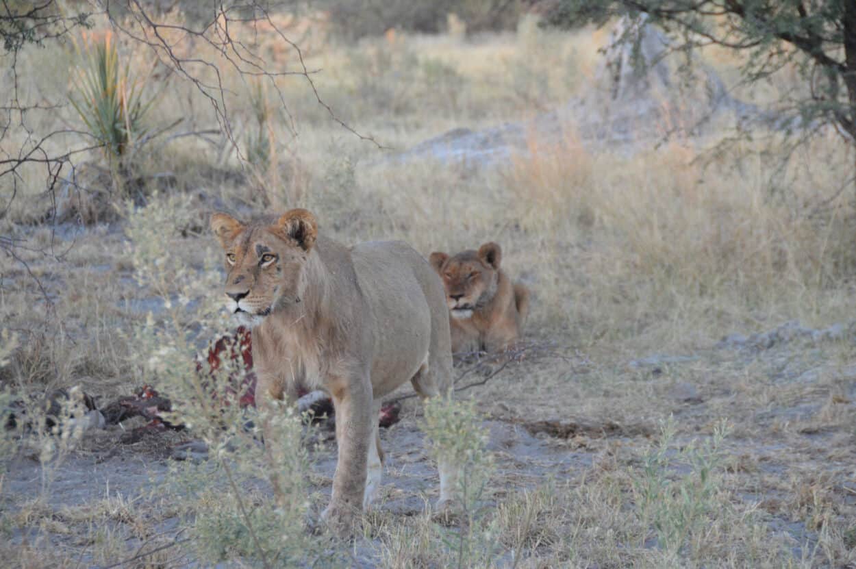 The relationship between climate change and human-wildlife conflict ...
