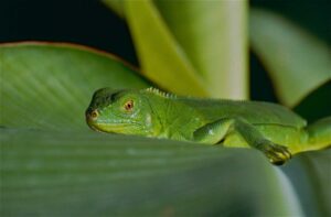 Reptiles Archives - The Wildlife Society