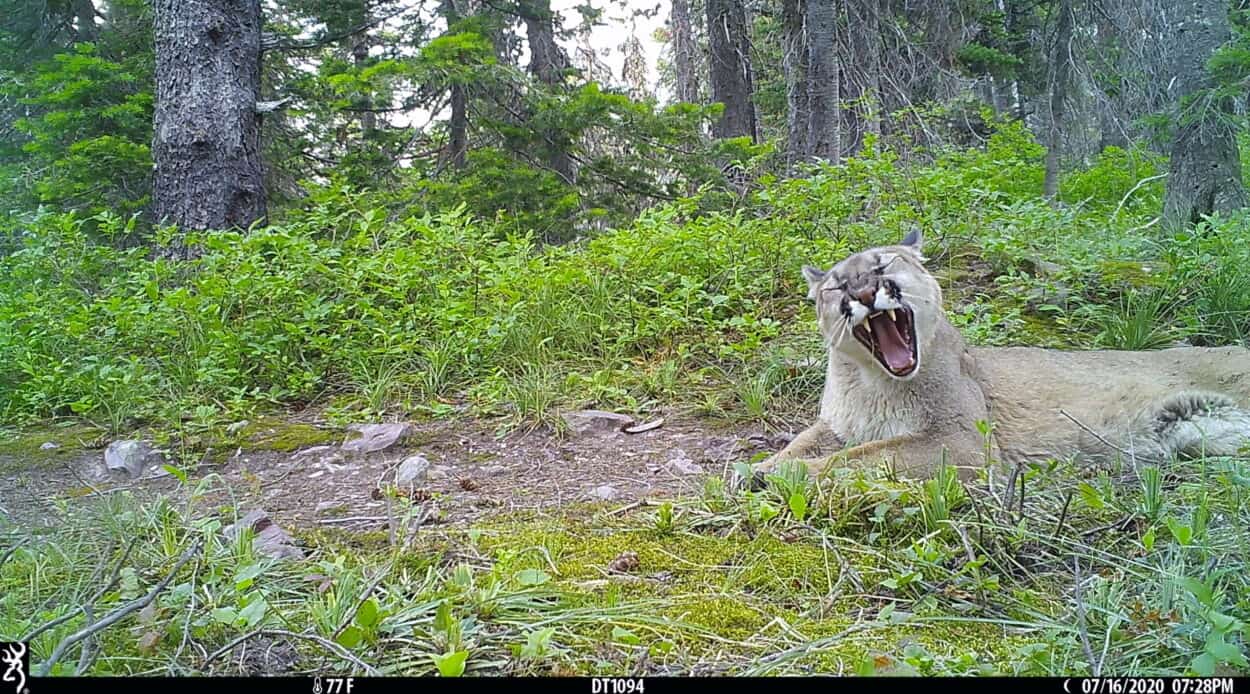 Wild Cam: When humans are away, Glacier wildlife strays - The Wildlife ...
